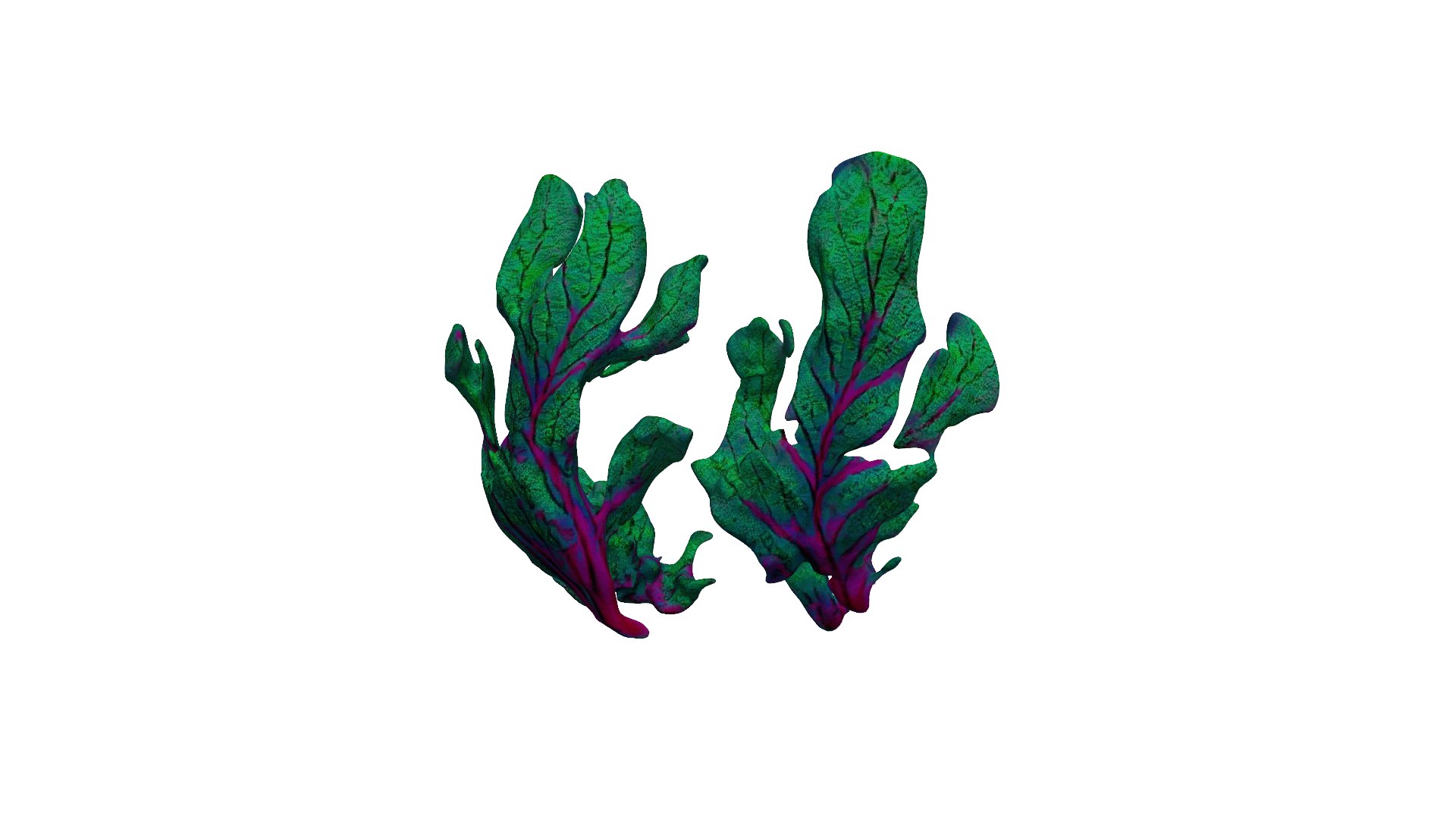 3D Seaweed - TurboSquid 2221427