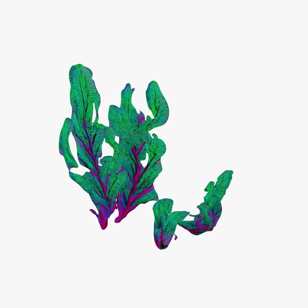 3D Seaweed - TurboSquid 2221427