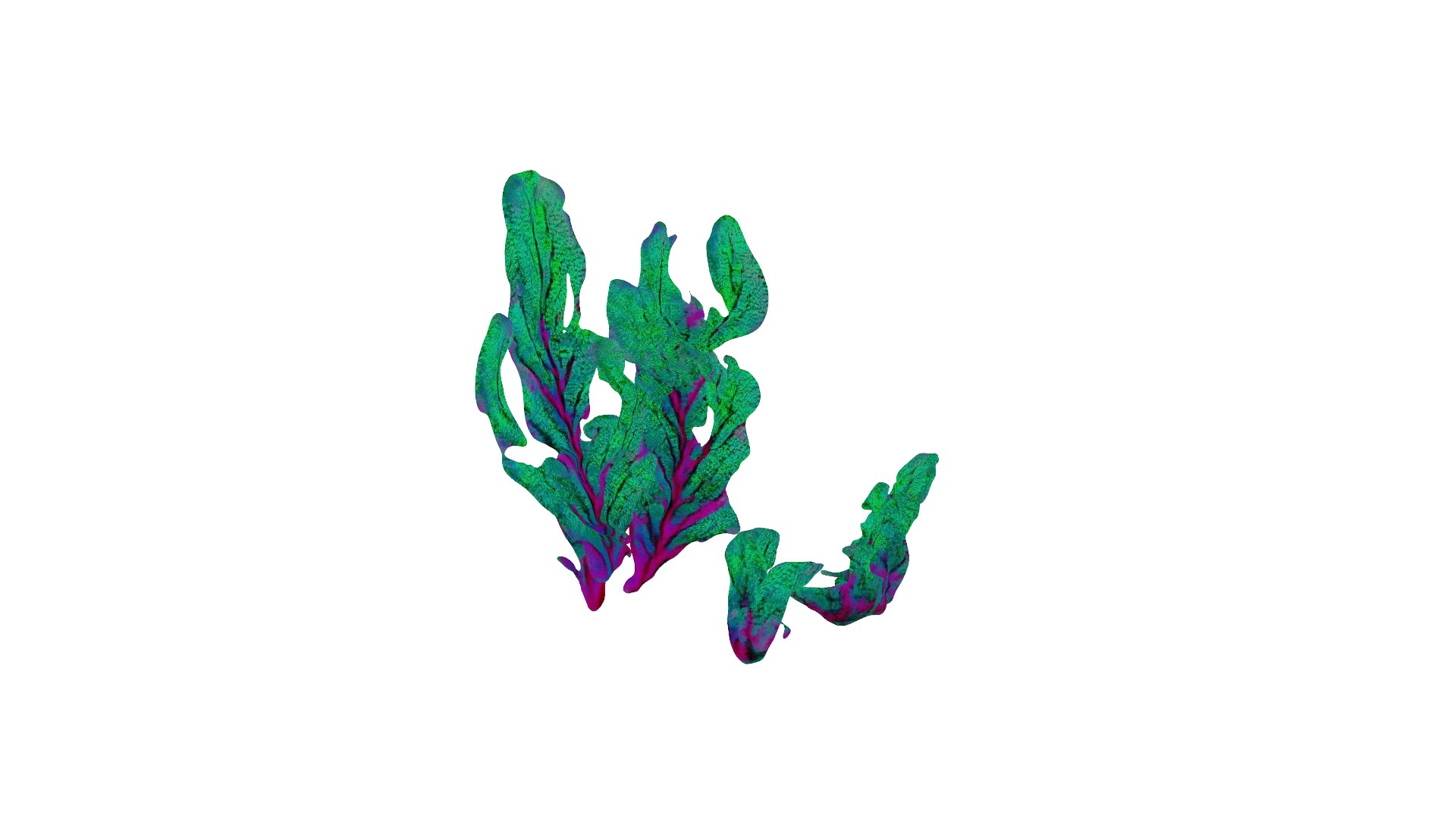 3D Seaweed - TurboSquid 2221427