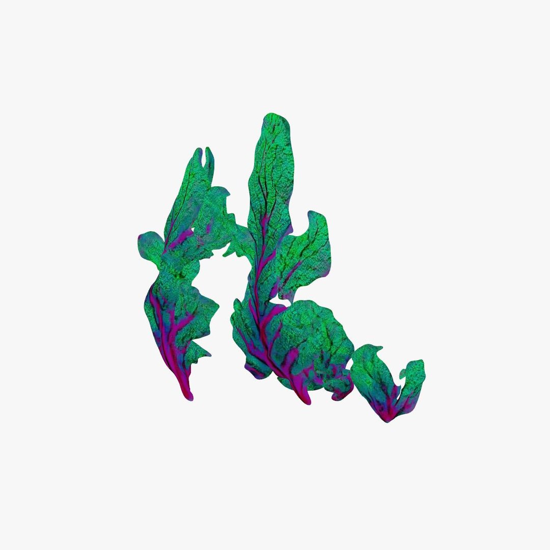 3D Seaweed - TurboSquid 2221427