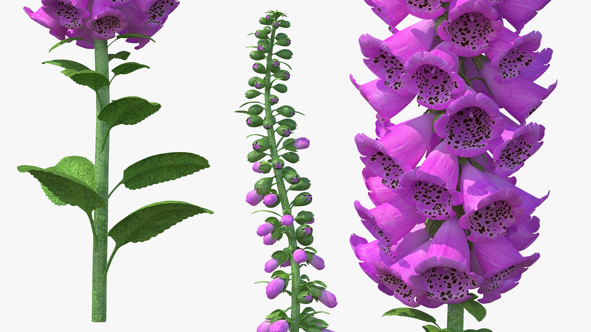 3D Pink Foxglove Model - TurboSquid 1596472