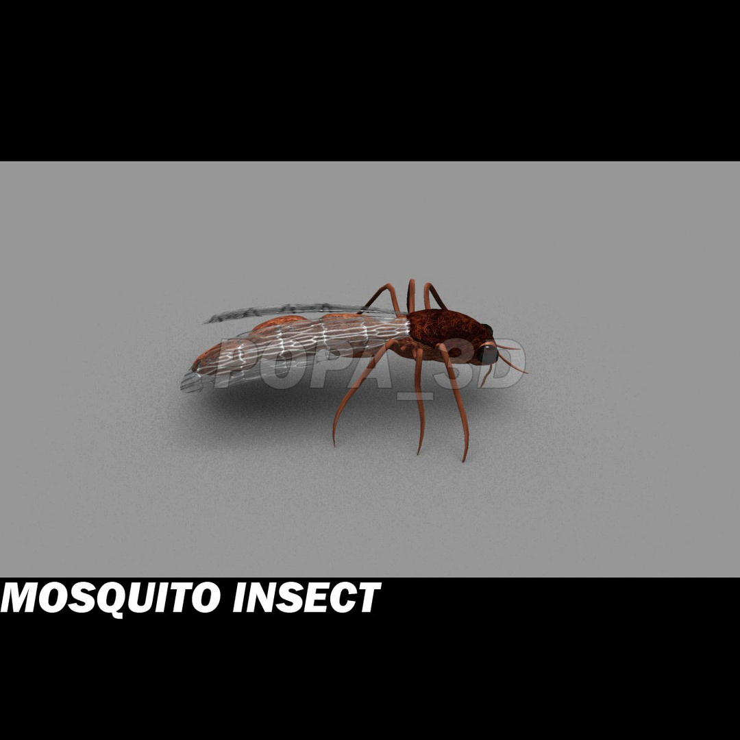 Mosquito Insect 3d Max
