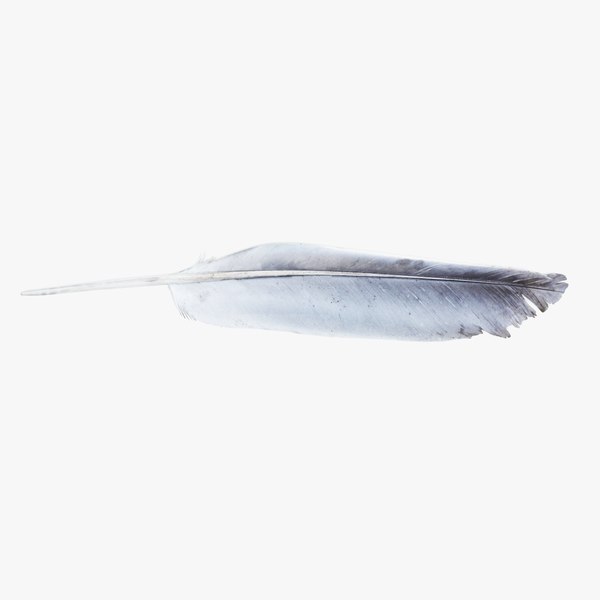 3D Feather Models | TurboSquid