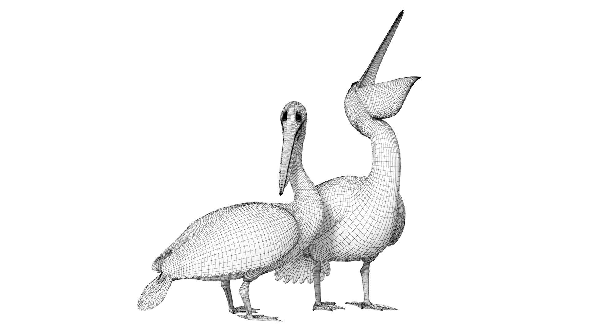 Pelicans 3D - TurboSquid 2225950