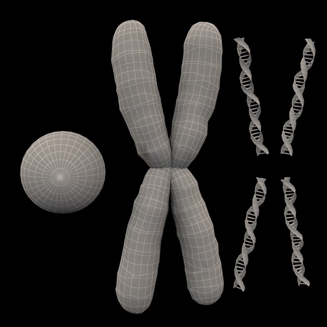 Chromosome x y 3D model - TurboSquid 1244370