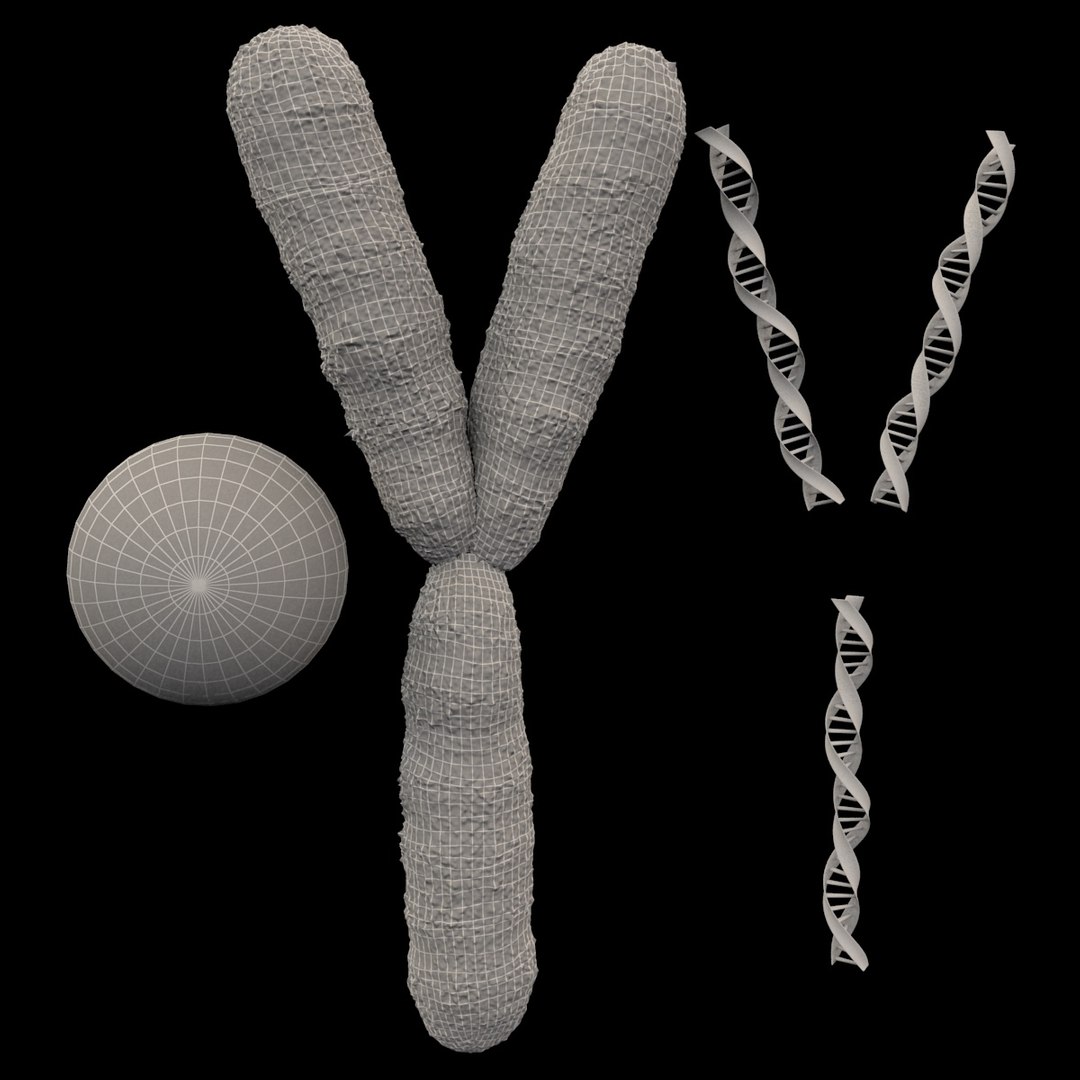 Chromosome x y 3D model - TurboSquid 1244370