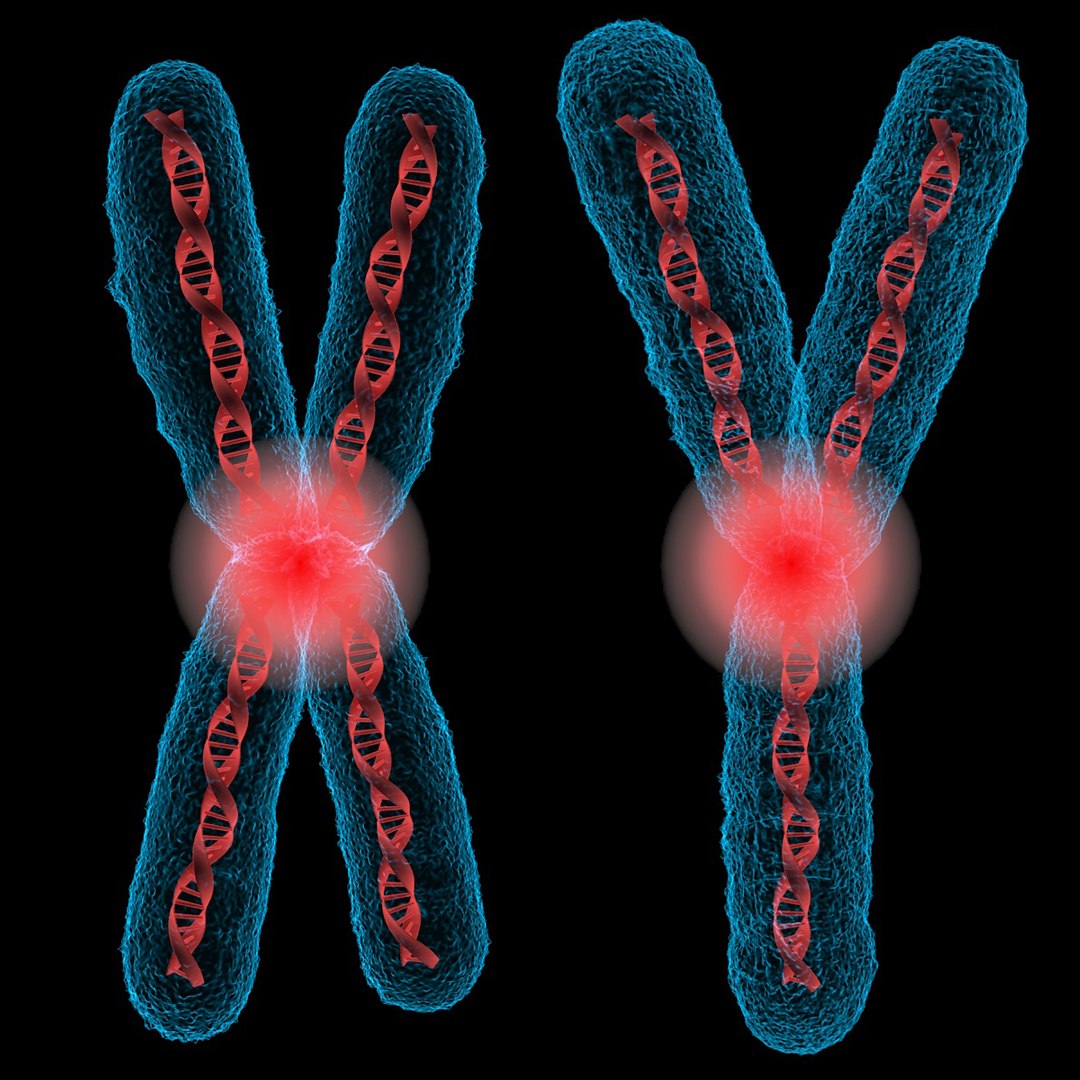 Chromosome x y 3D model - TurboSquid 1244370