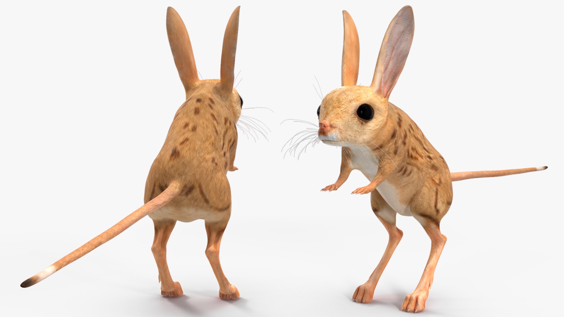 Desert Jerboa Rigged 3D - TurboSquid 2199214