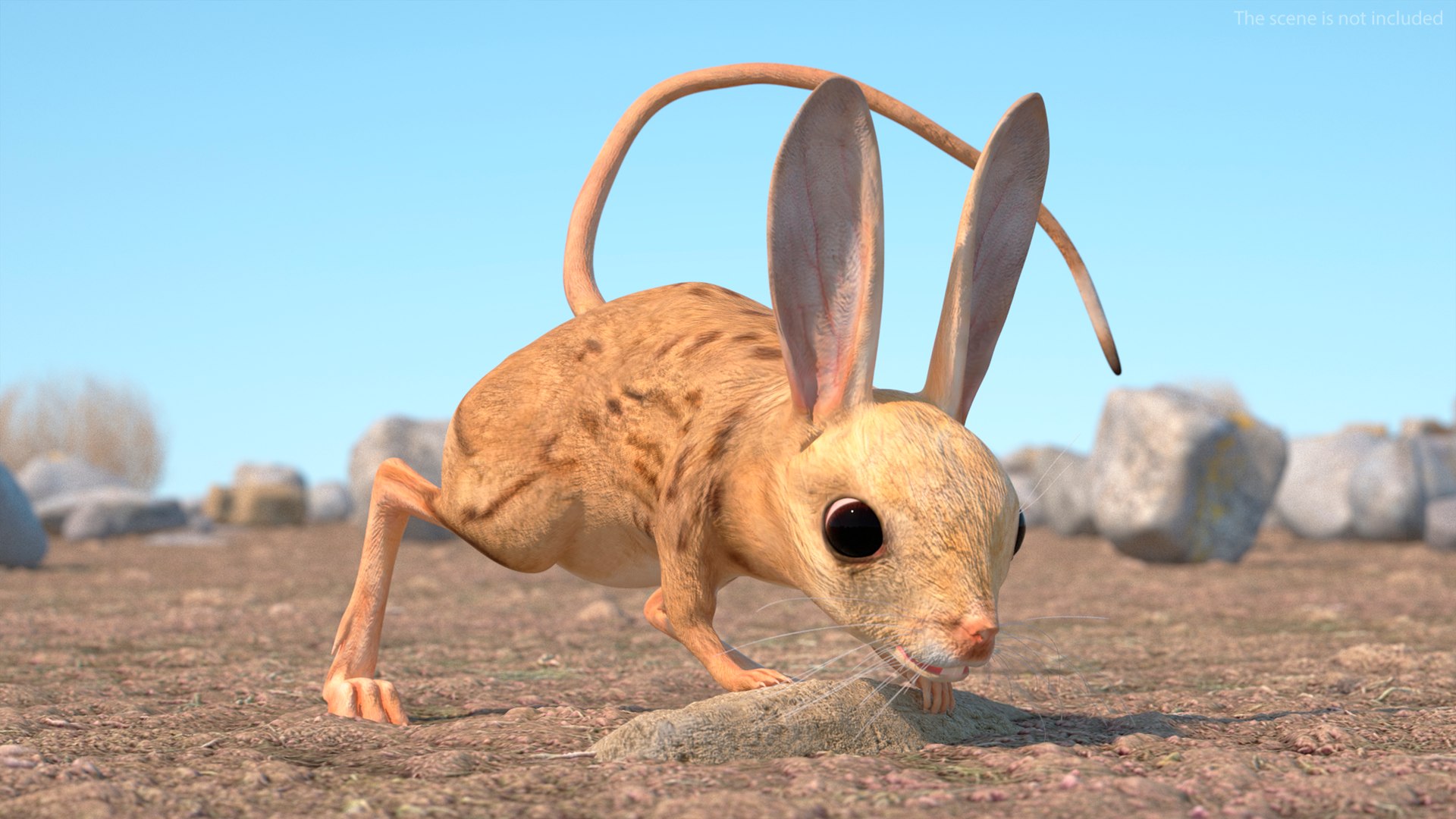 Desert Jerboa Rigged 3D - TurboSquid 2199214