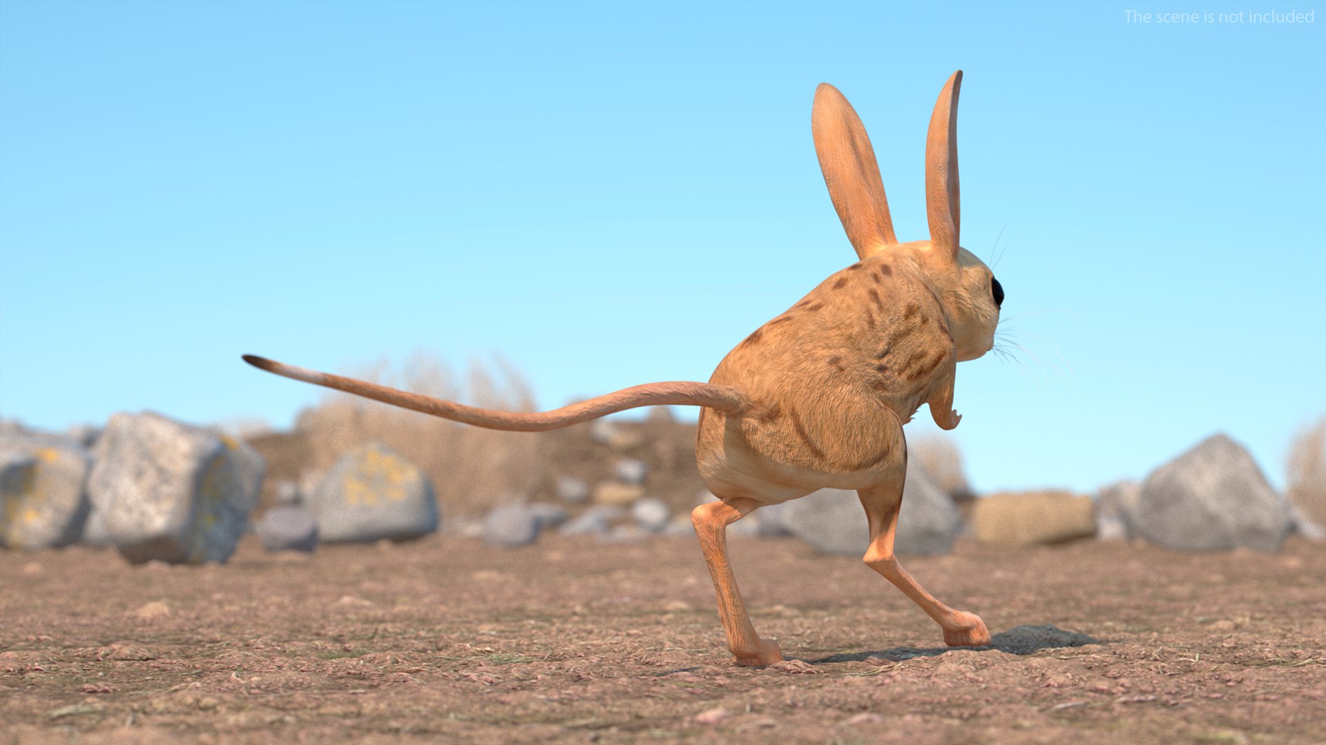 Desert Jerboa Rigged 3D - TurboSquid 2199214