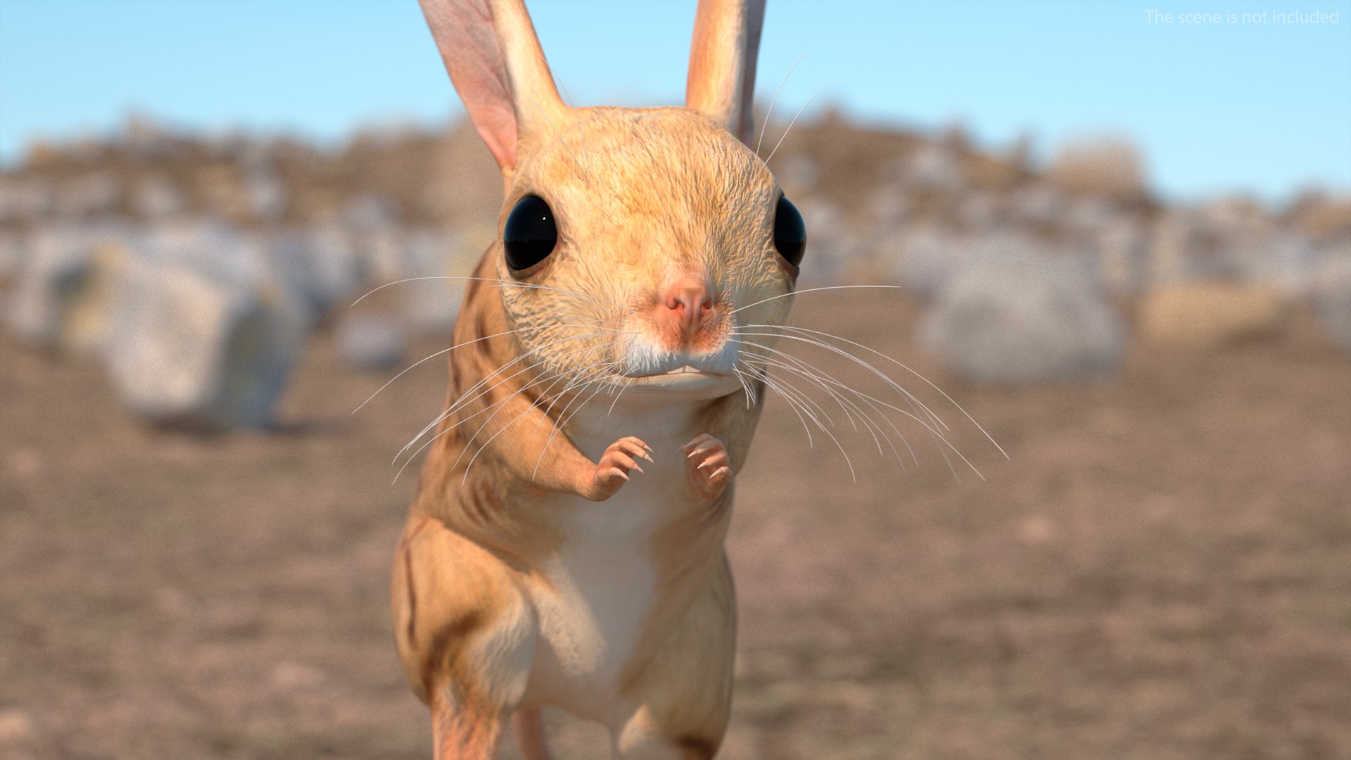 Desert Jerboa Rigged 3D - TurboSquid 2199214