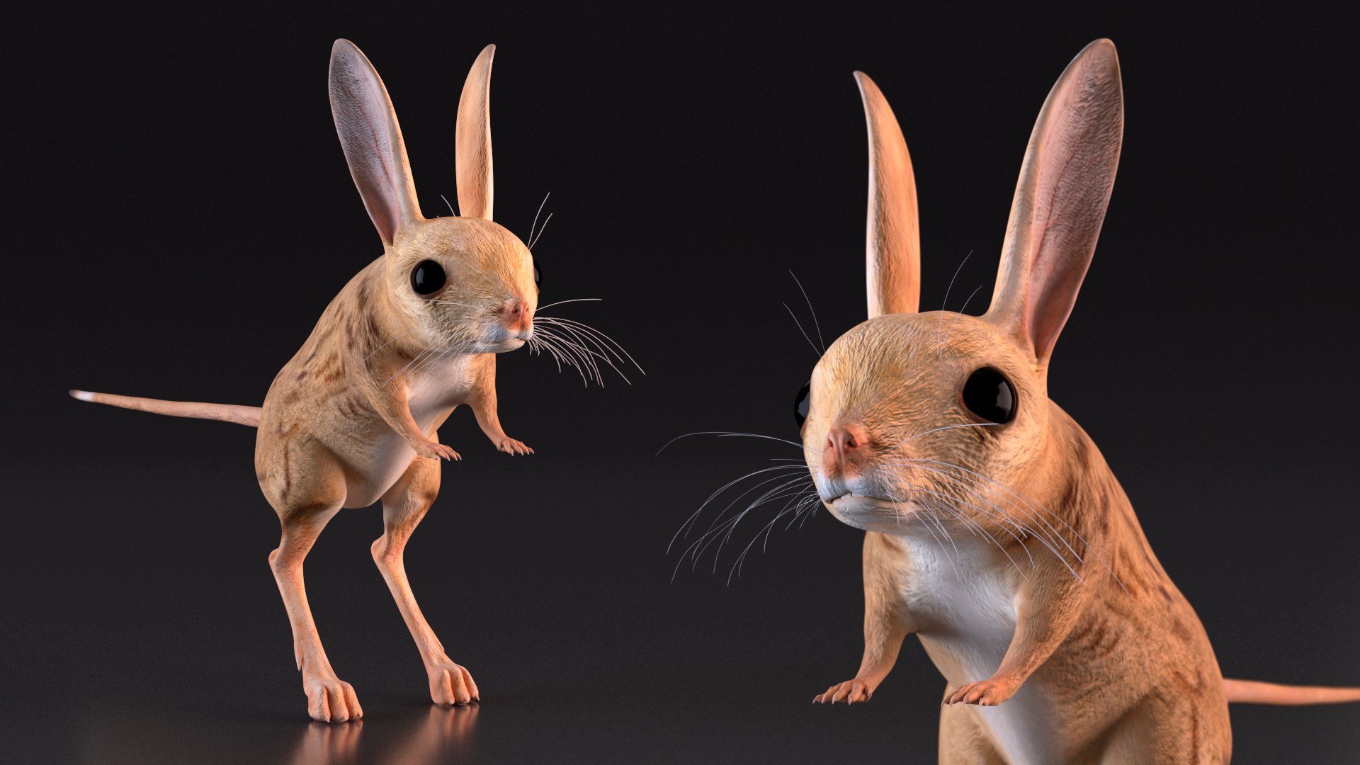 Desert Jerboa Rigged 3D - TurboSquid 2199214