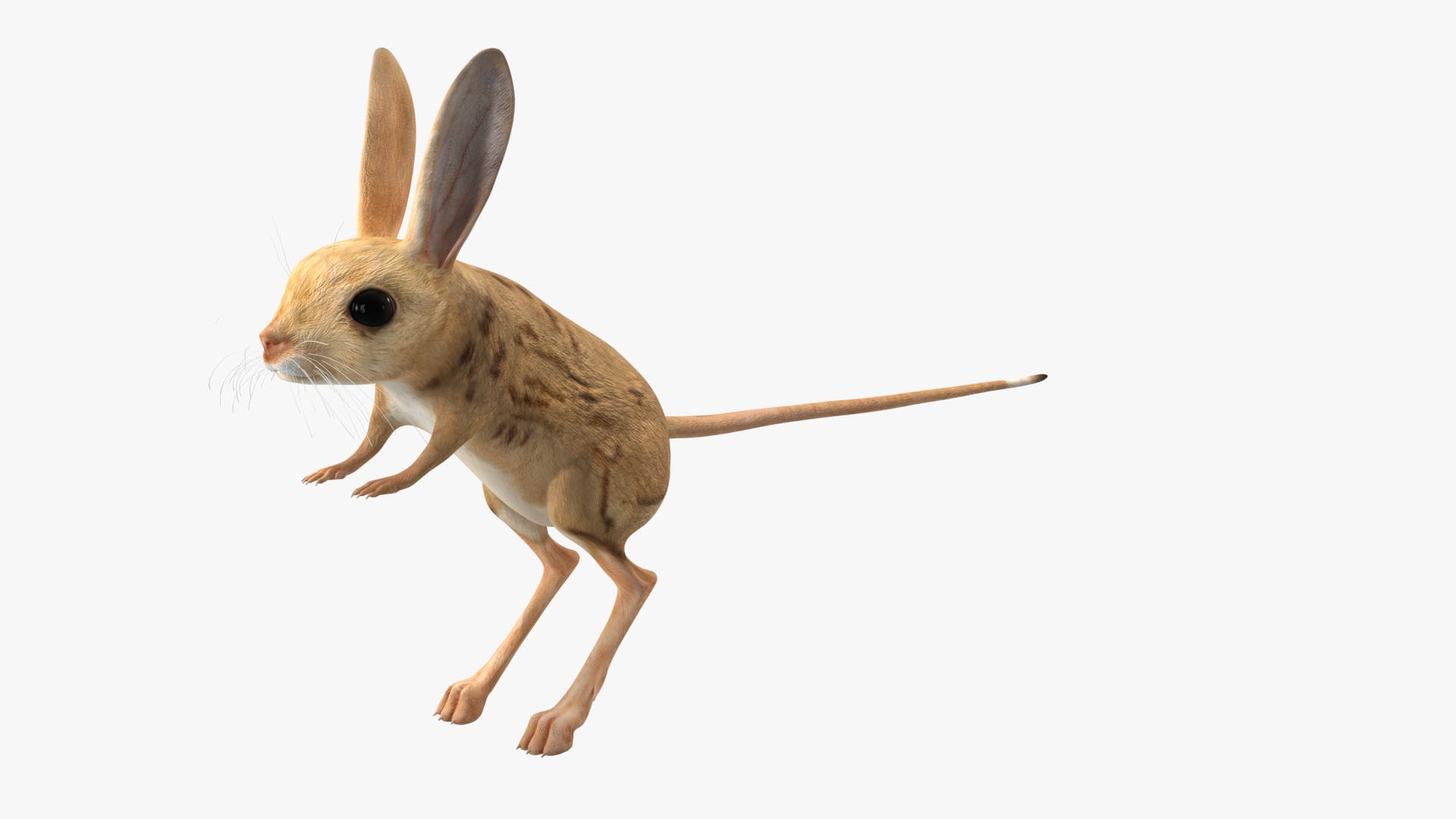 Desert Jerboa Rigged 3D - TurboSquid 2199214