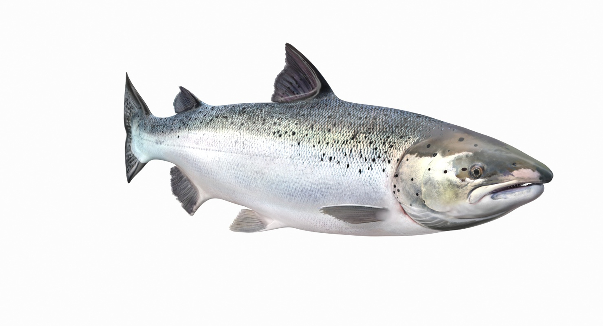 3D Swimming Atlantic Salmon Fish - TurboSquid 1564320