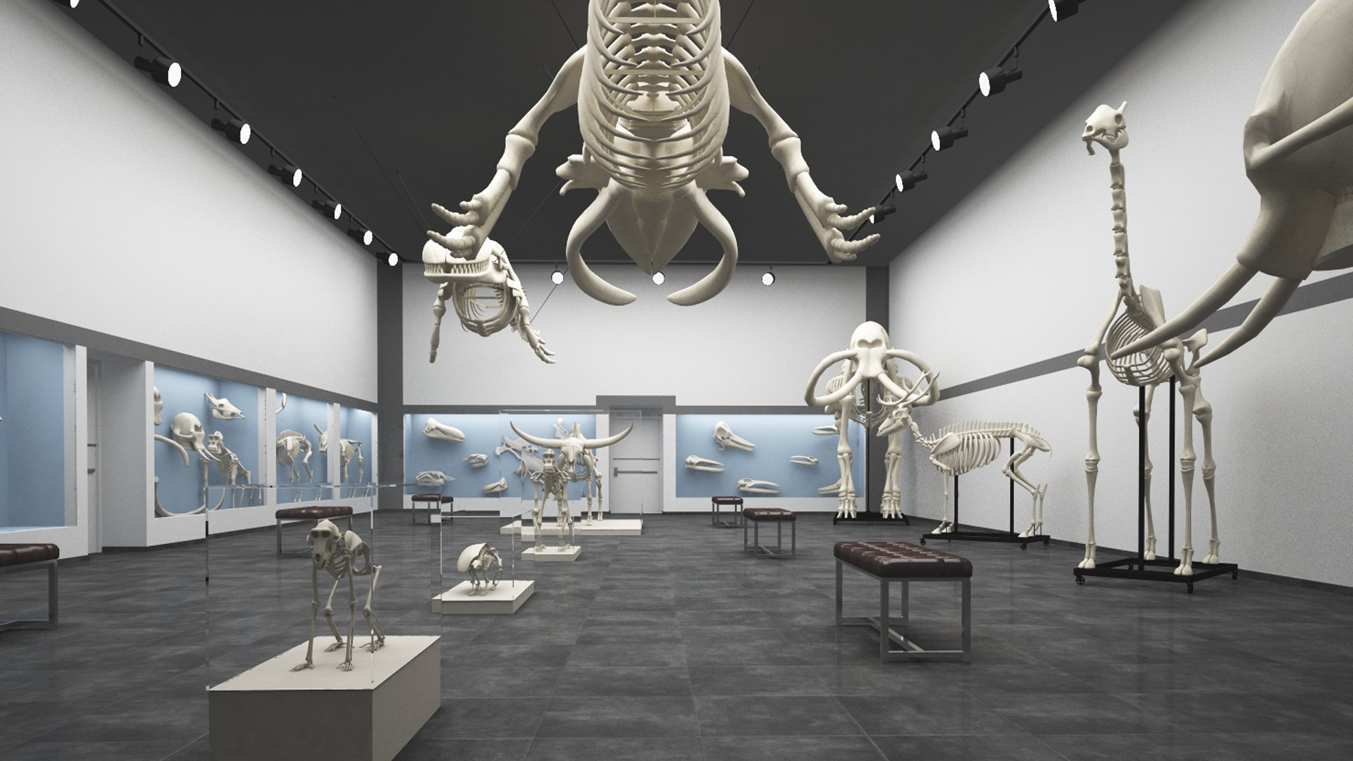 Skeleton Museum 3D - TurboSquid 1604122