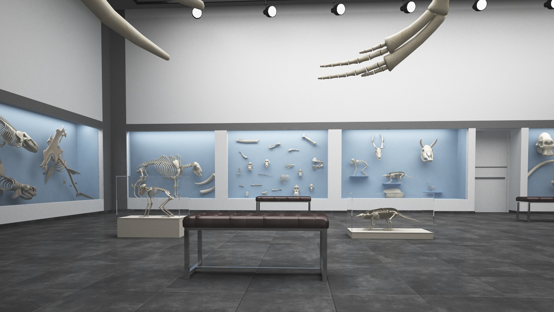 Skeleton Museum 3D - TurboSquid 1604122