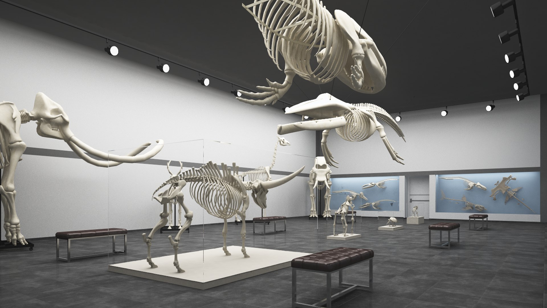 Skeleton Museum 3D - TurboSquid 1604122