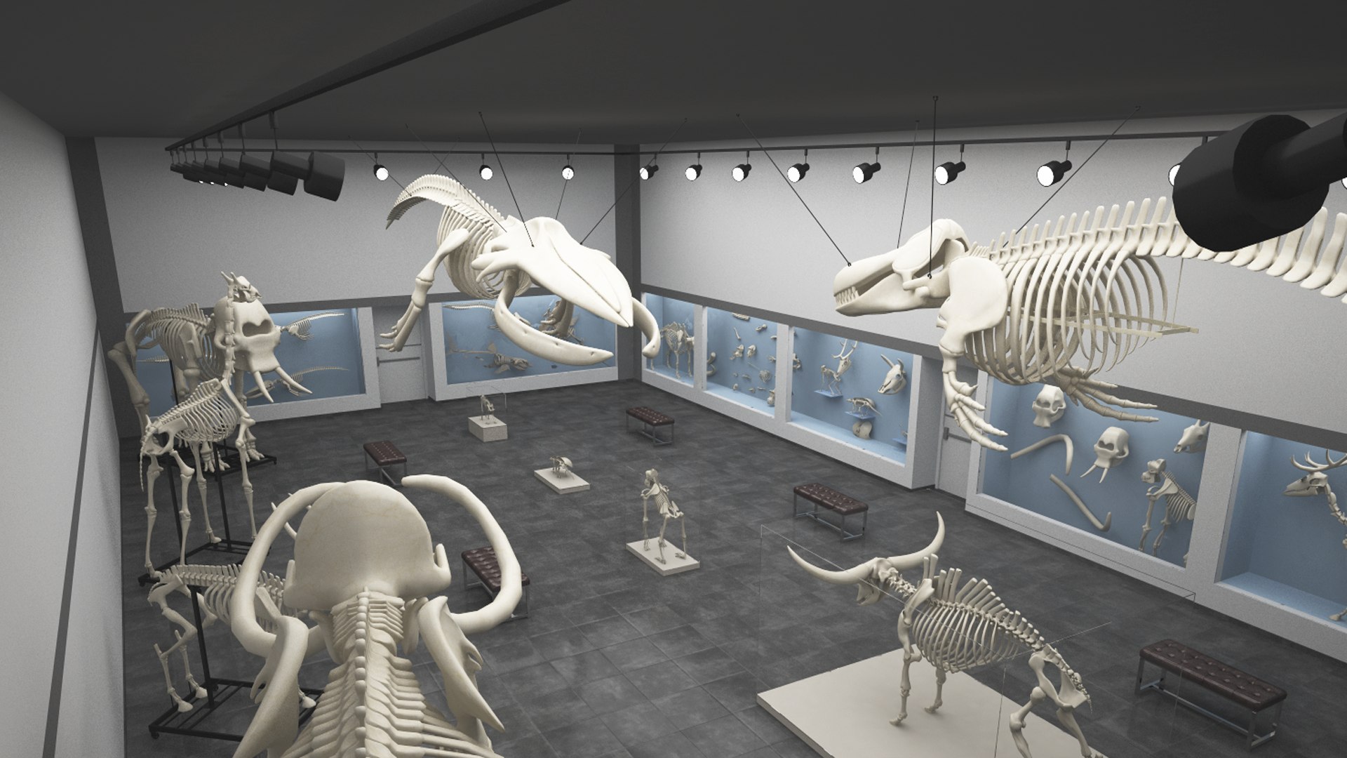 Skeleton Museum 3D - TurboSquid 1604122