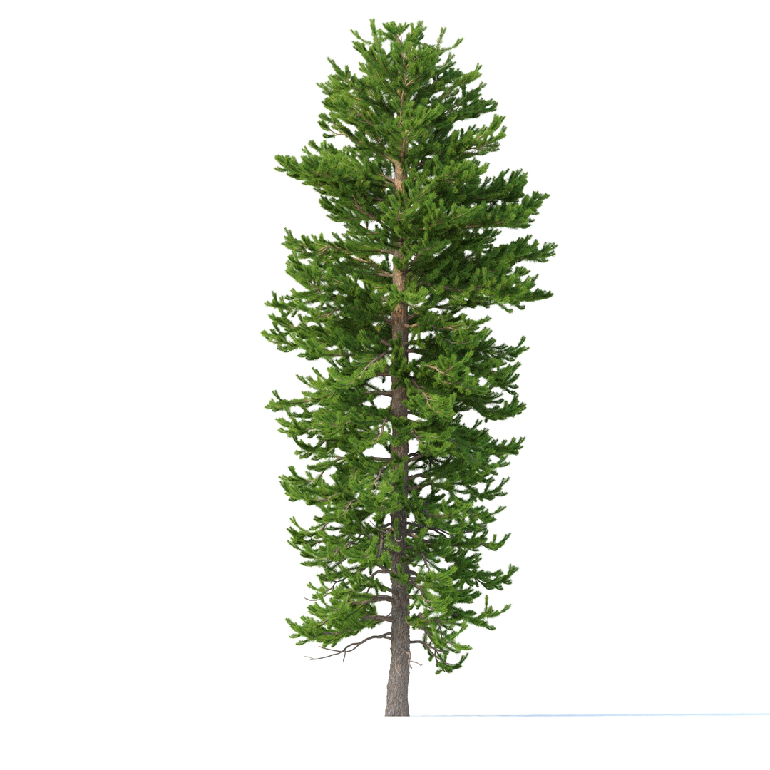3D Picea Abies Set 1 - 2 In 1 - TurboSquid 1783169