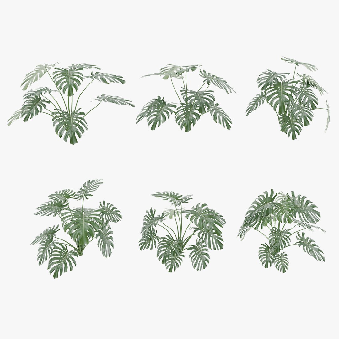 3D Model 6 Monstera Deliciosa - TurboSquid 2079198