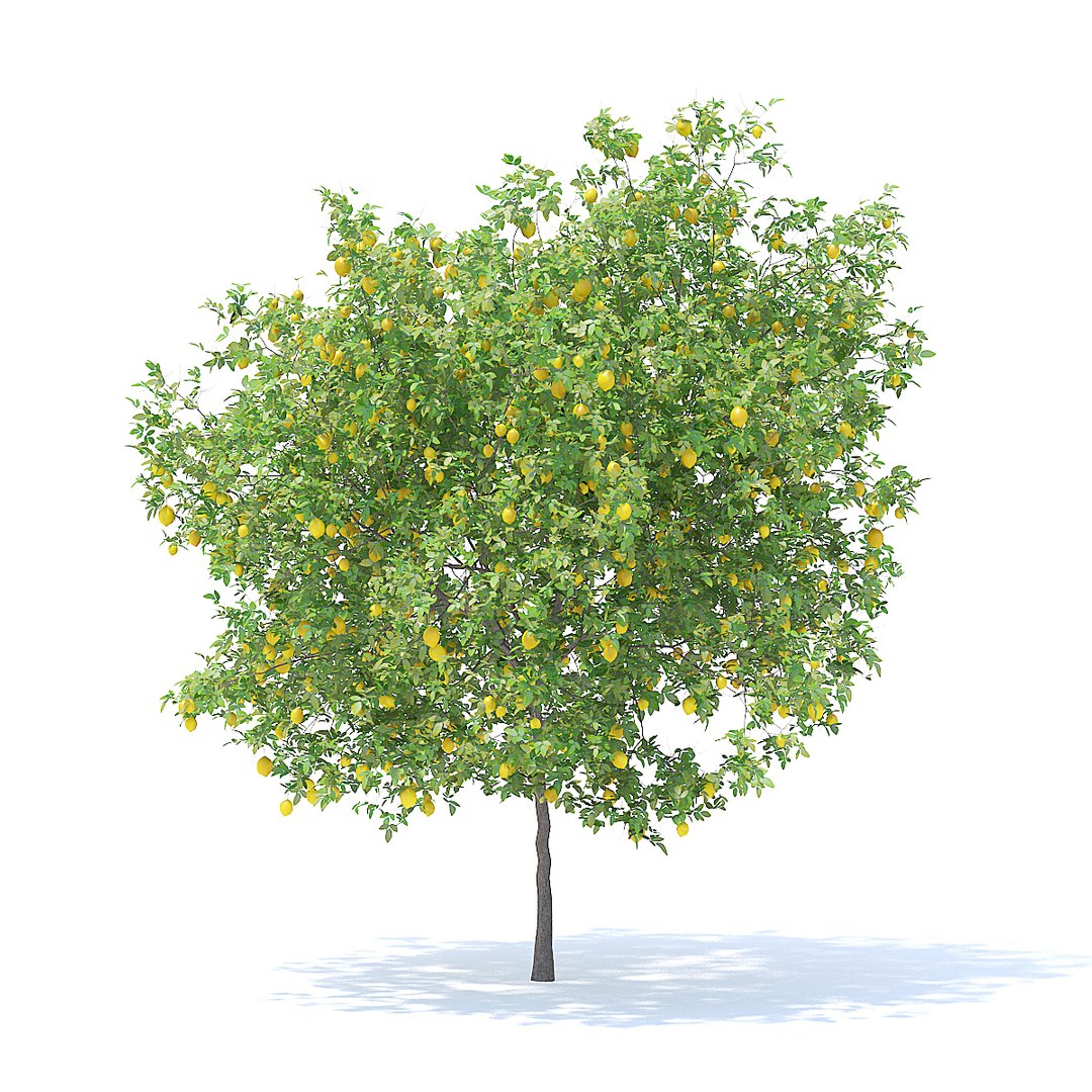 Lemon Tree Fruit 3D Model - TurboSquid 1253901