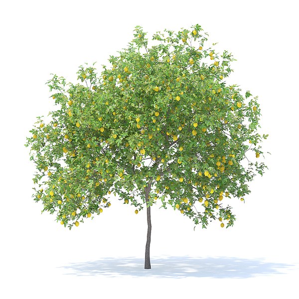 Lemon Tree 3D Models for Download | TurboSquid