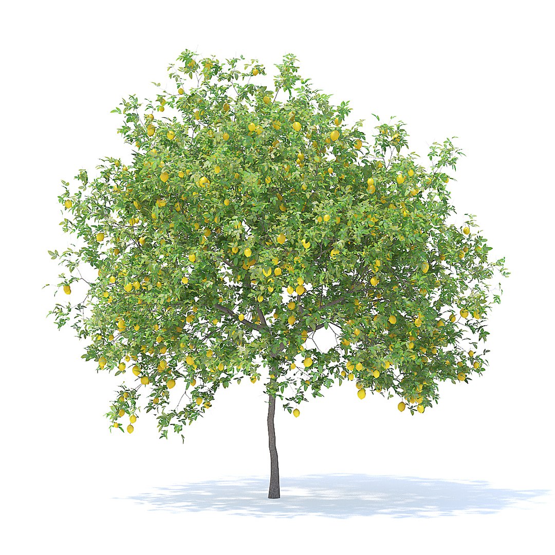 Lemon Tree Fruit 3D Model - TurboSquid 1253901