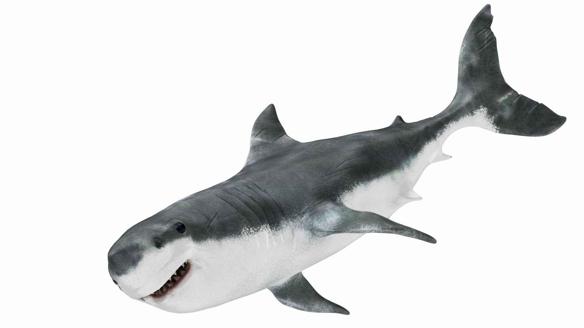 Shark Collection 3D Model - TurboSquid 2077799