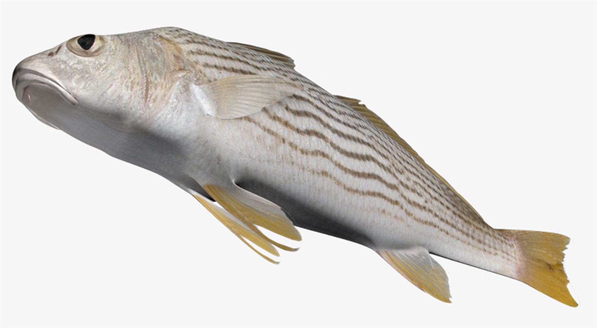 3D Saltwater Fish Collection 13 - TurboSquid 1836674