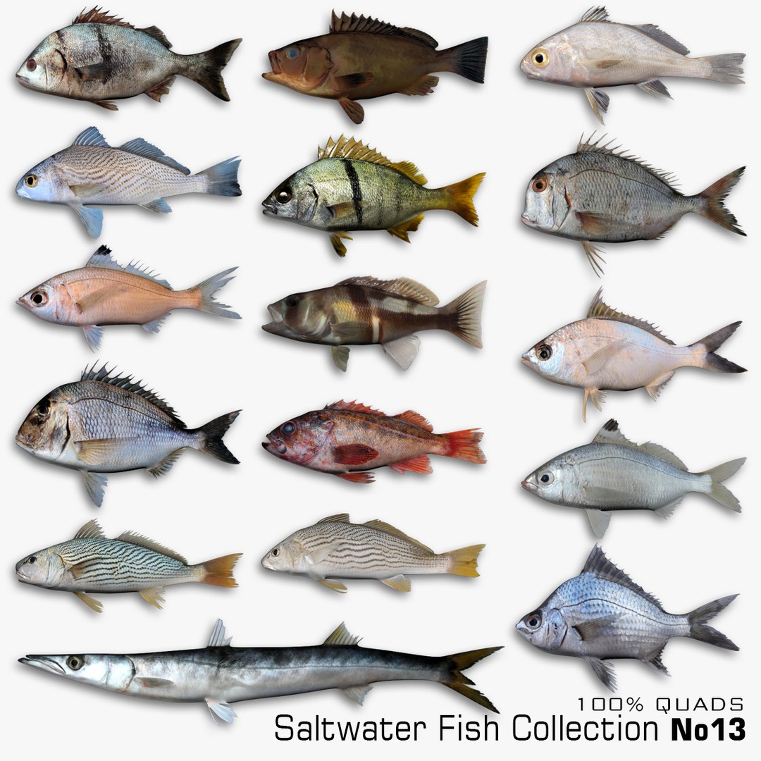 3D Saltwater Fish Collection 13 - TurboSquid 1836674