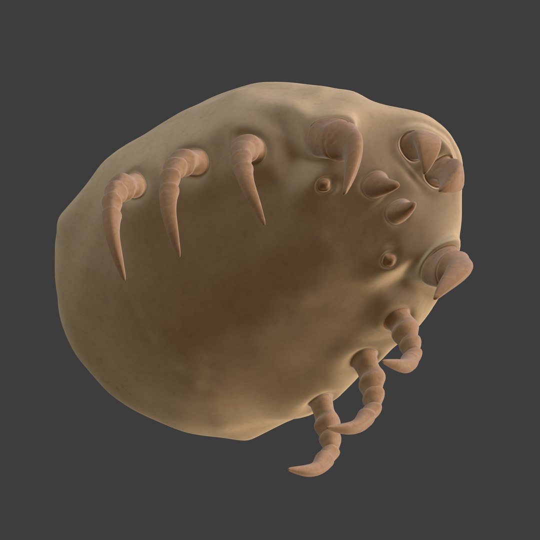 Mite 3D Model - TurboSquid 2247145