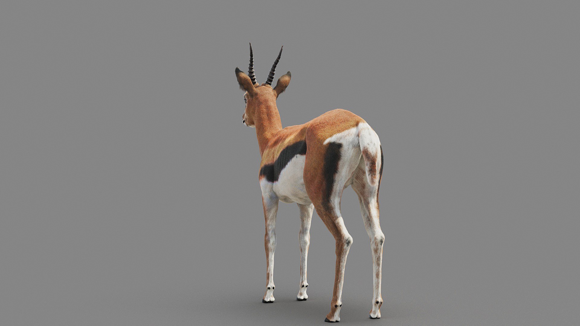 3D Gazelle Mammal Wildlife - TurboSquid 1672692
