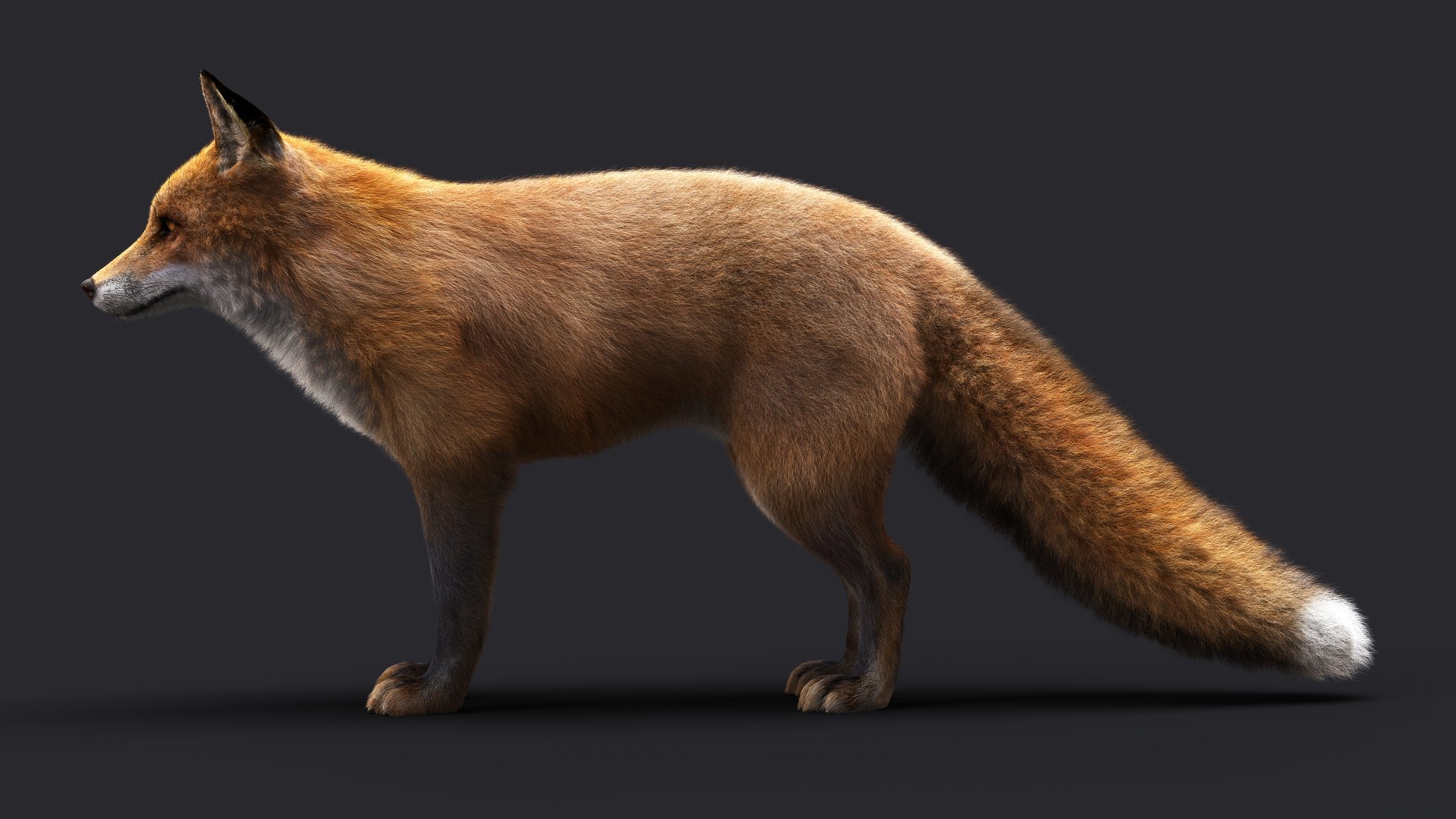 3D FOX RIG XGEN-CORE - TurboSquid 2085897