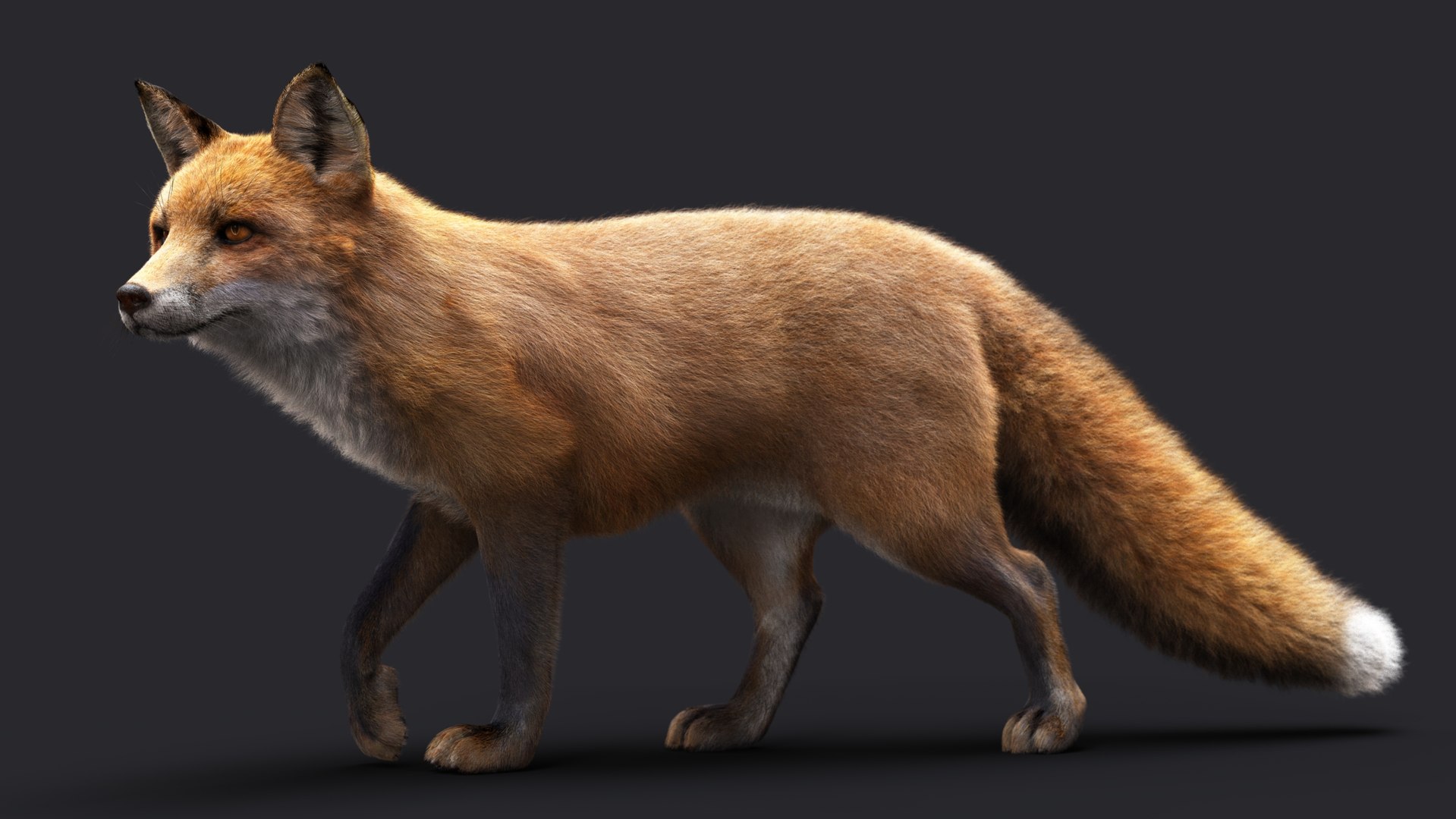 3D FOX RIG XGEN-CORE - TurboSquid 2085897