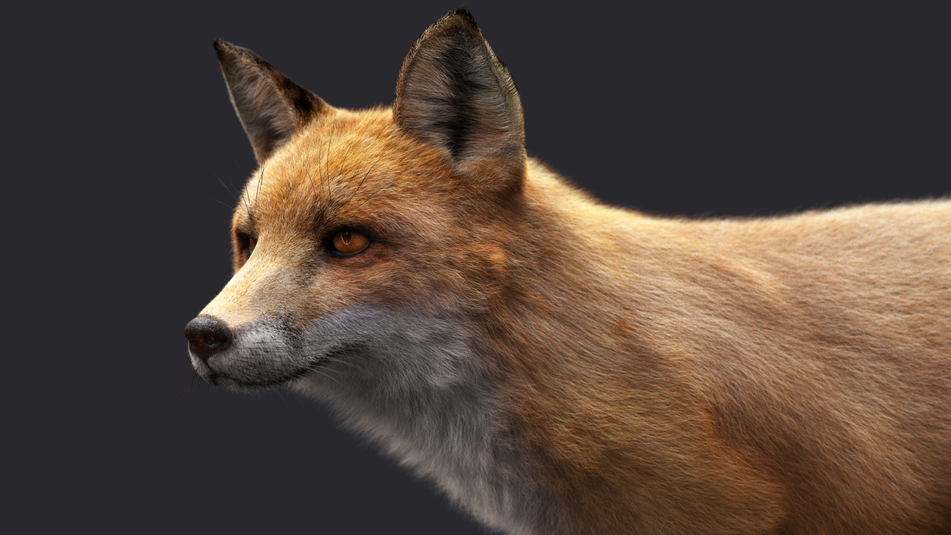 3D FOX RIG XGEN-CORE - TurboSquid 2085897