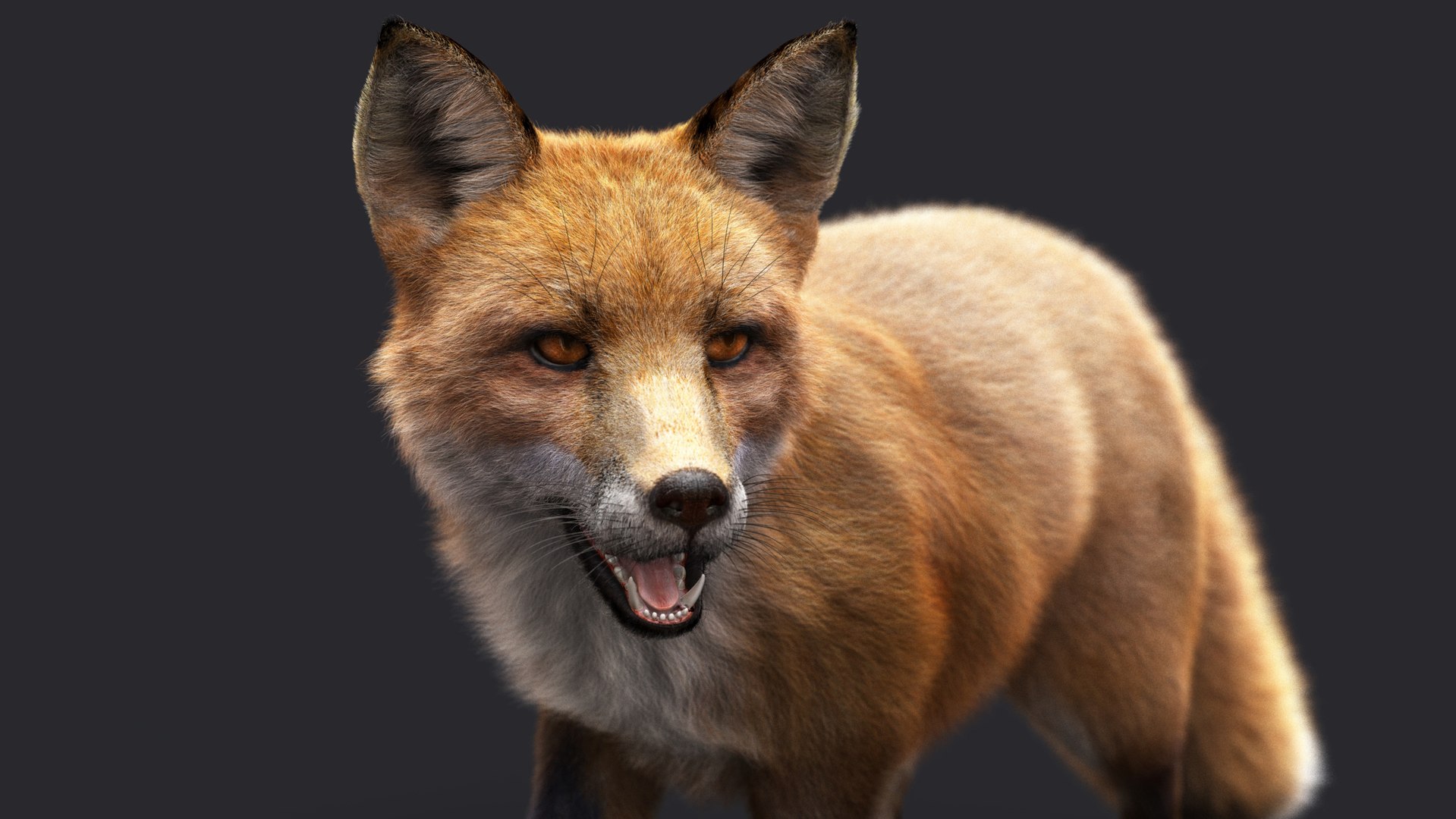 3D FOX RIG XGEN-CORE - TurboSquid 2085897
