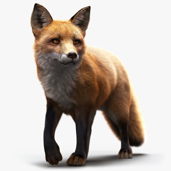 Fox 3D Models for Download | TurboSquid