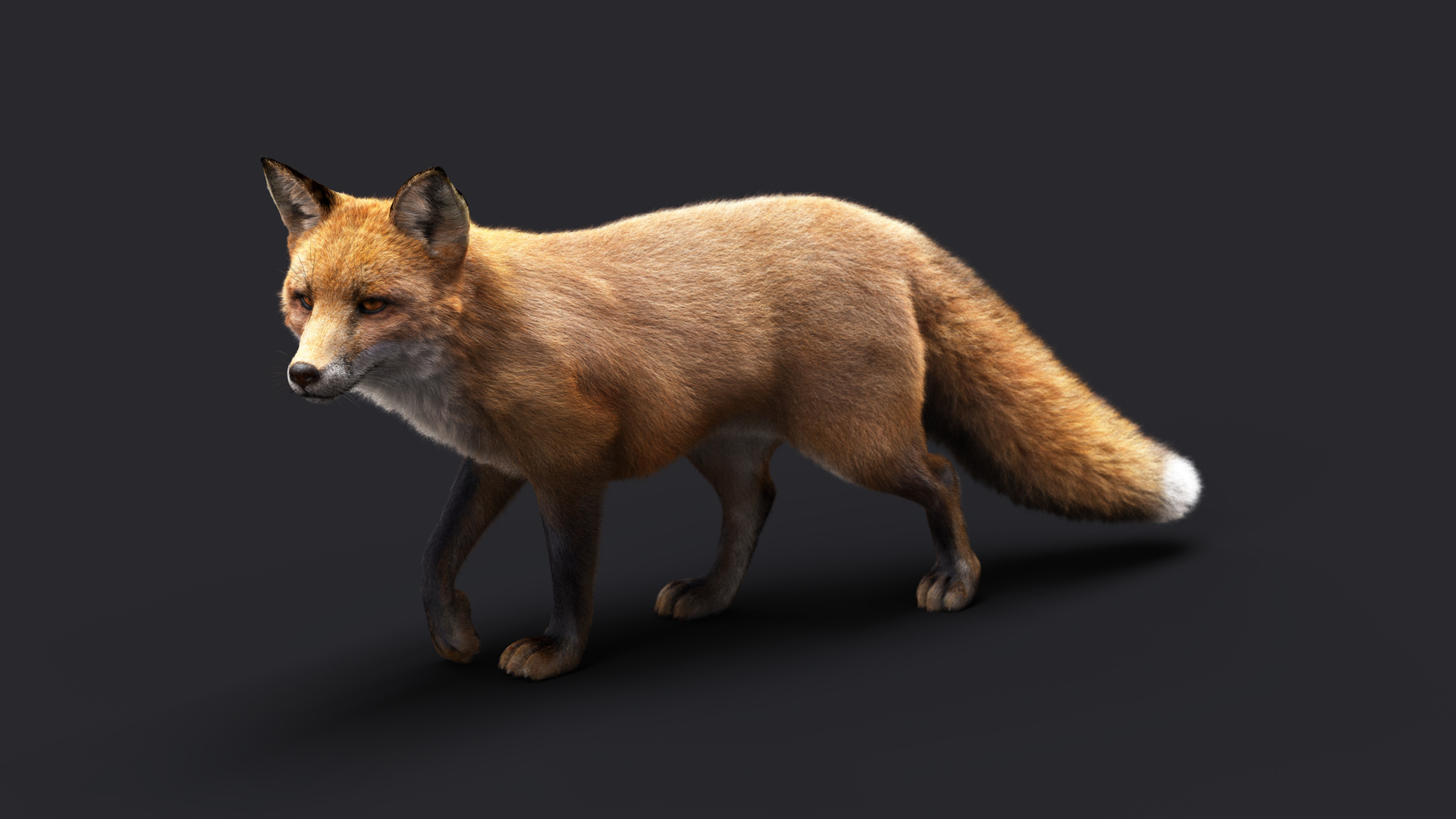 3D FOX RIG XGEN-CORE - TurboSquid 2085897