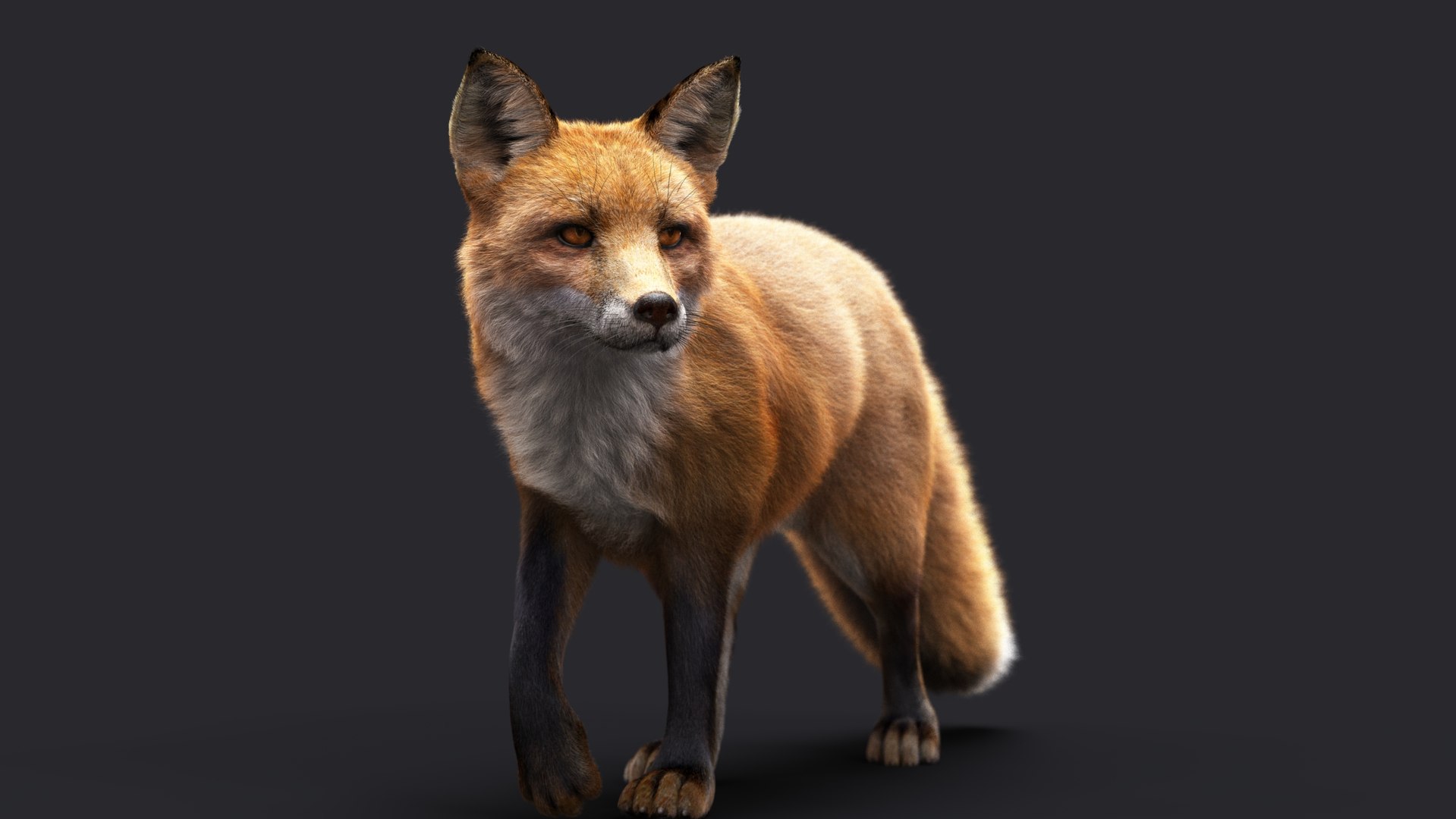 3D FOX RIG XGEN-CORE - TurboSquid 2085897