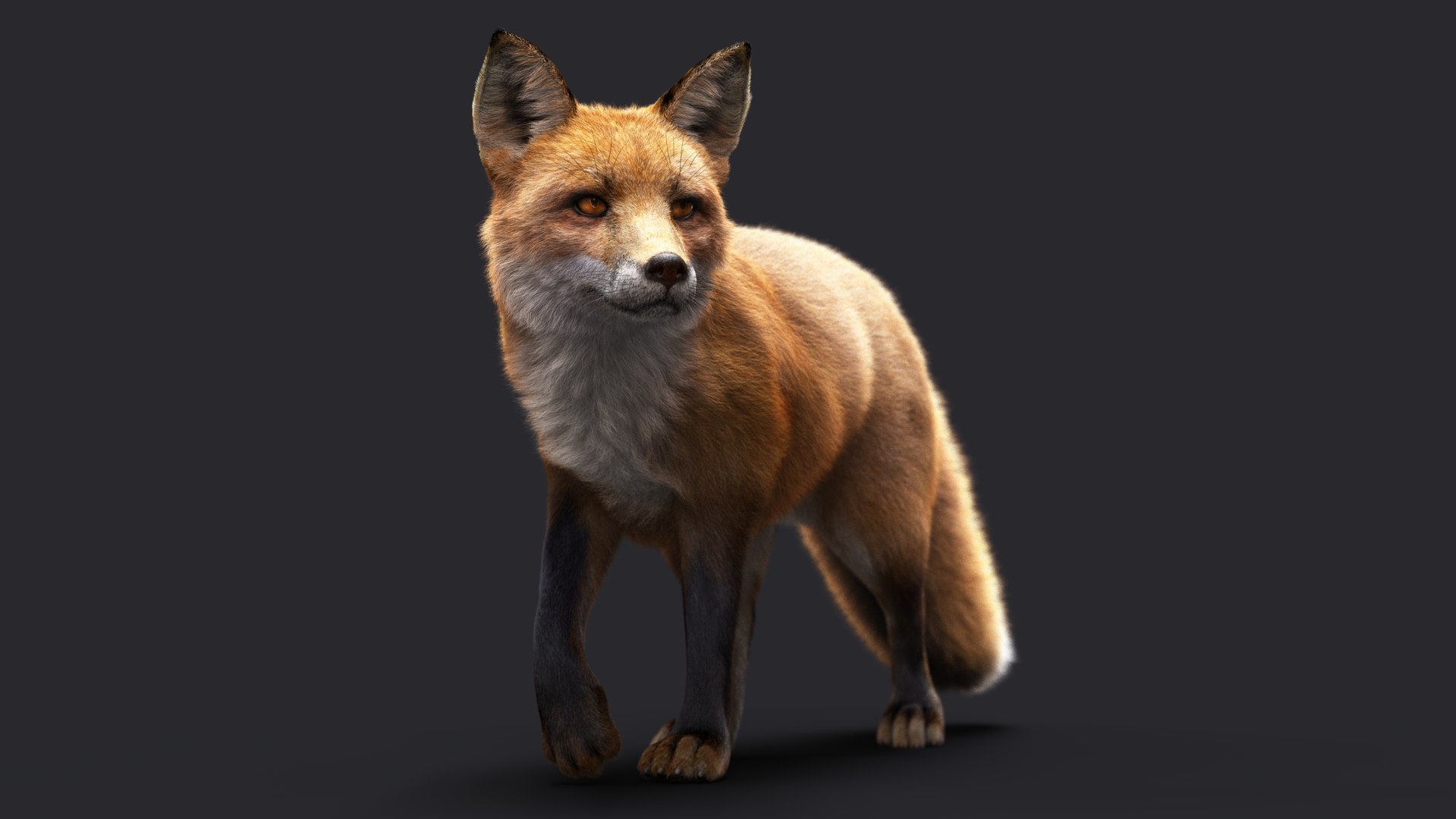 3D FOX RIG XGEN-CORE - TurboSquid 2085897