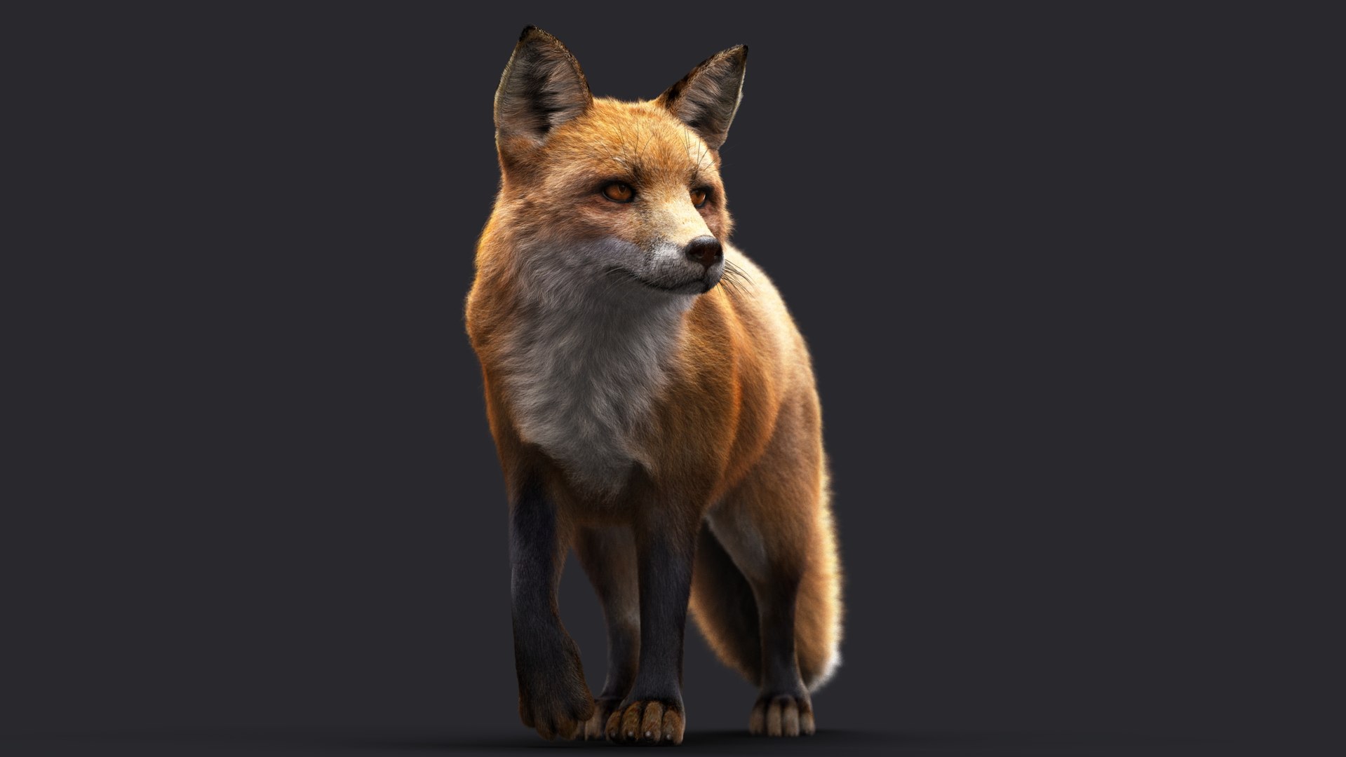 3D FOX RIG XGEN-CORE - TurboSquid 2085897