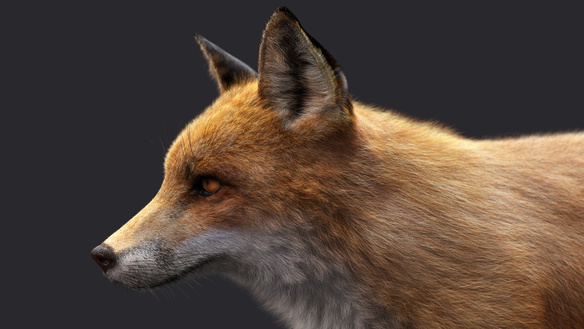 3D FOX RIG XGEN-CORE - TurboSquid 2085897