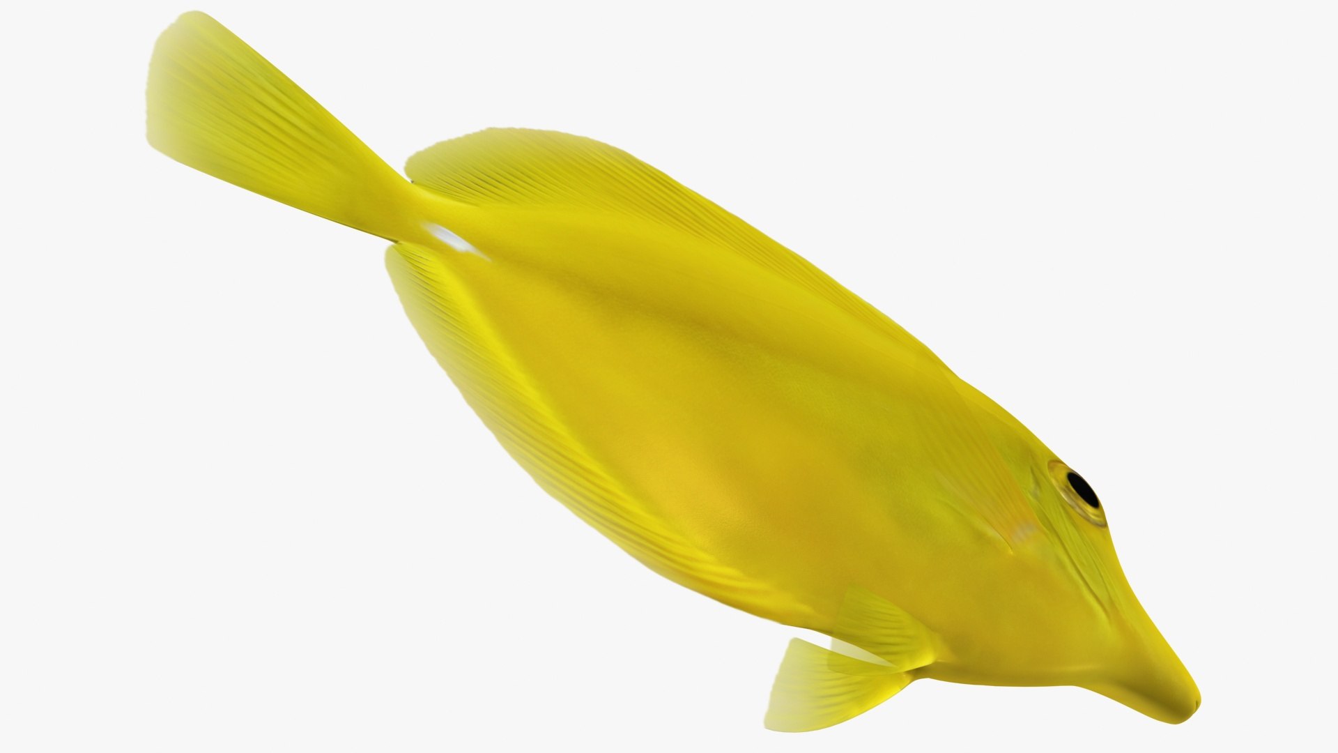 Yellow tang scanline 3D | 1143021 | TurboSquid