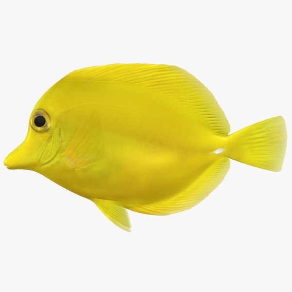 Yellow tang animation bones 3D - TurboSquid 1506905