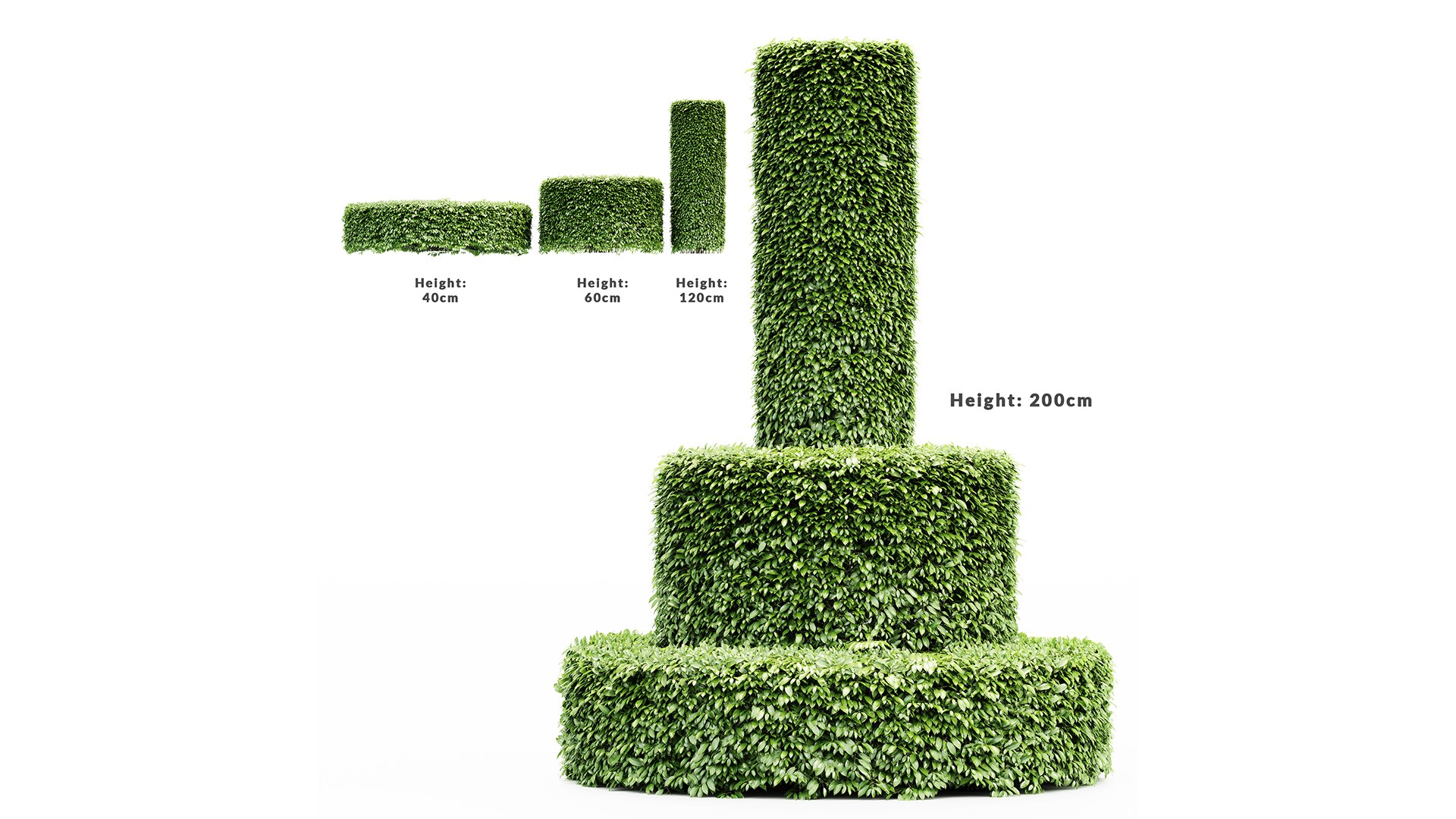 Dwarf Yaupon Holly - Cylinder 3D Model - TurboSquid 2242820