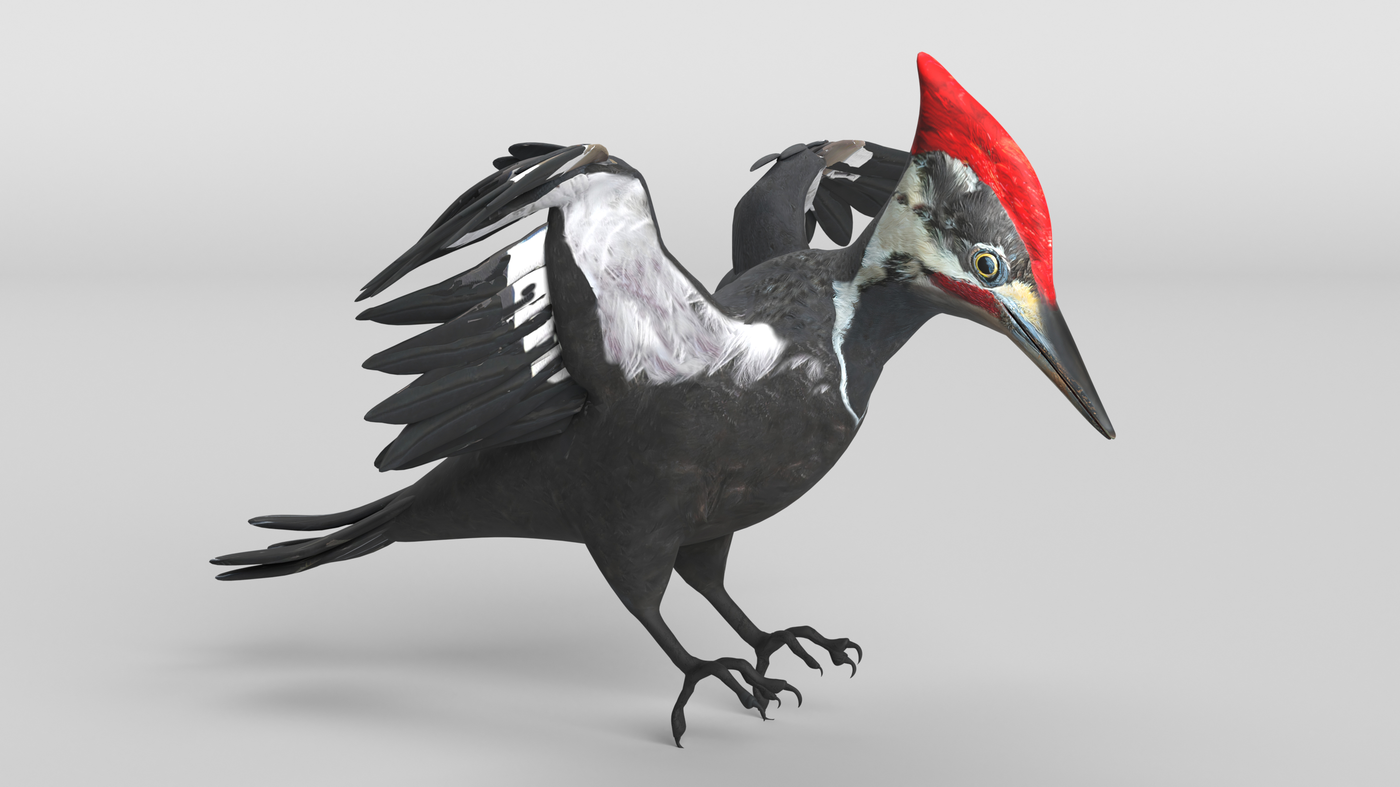 Woodpecker animations 3D model - TurboSquid 1661738