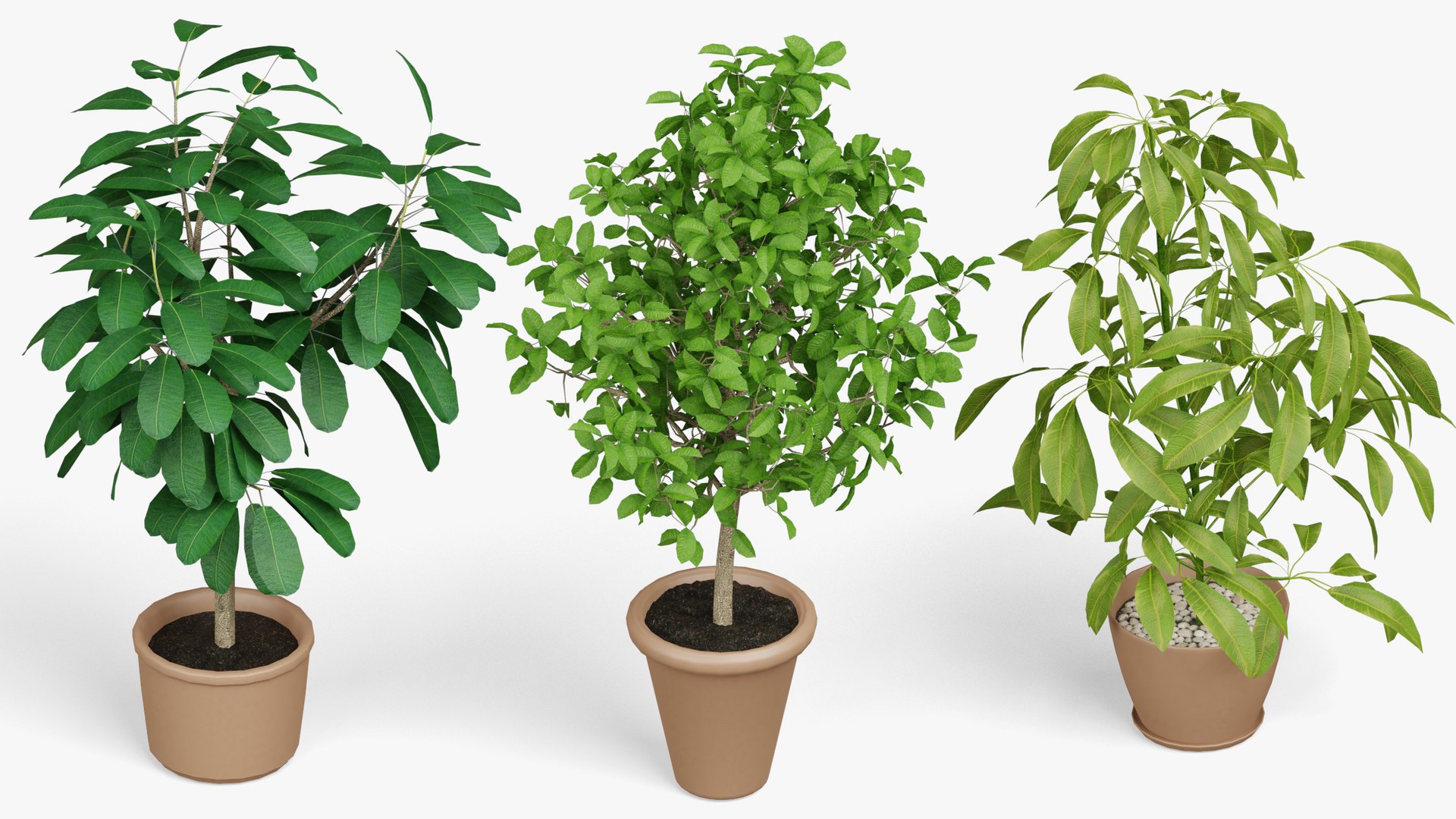 AD PLANTS Model - TurboSquid 1781898