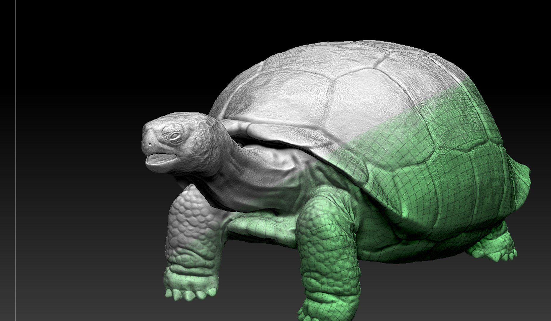 3D Galapagos Tortoise Model - TurboSquid 1401209