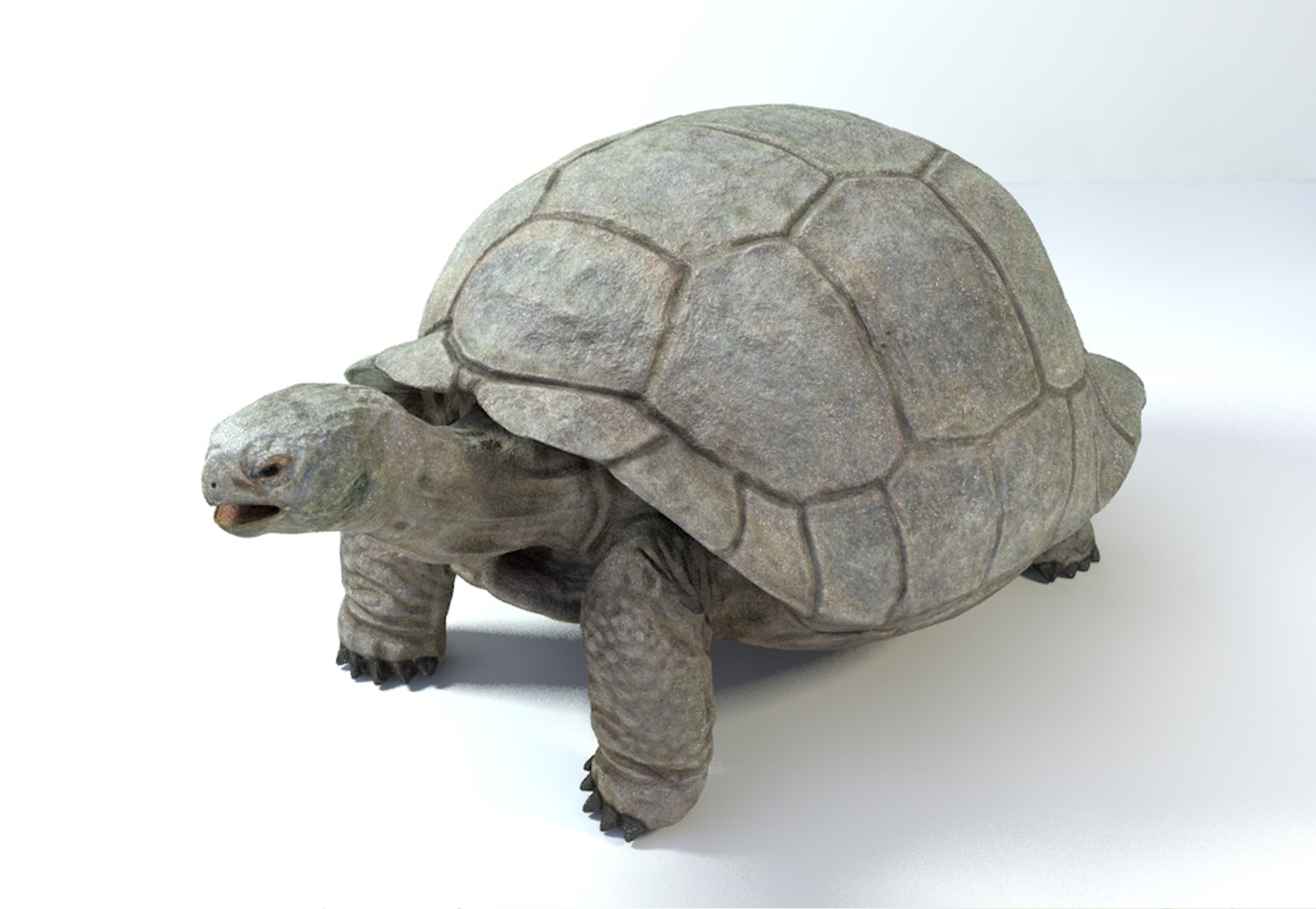 3D Galapagos Tortoise Model - TurboSquid 1401209