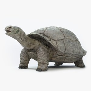 3D Tortoise Models - Browse & Download Formats - TurboSquid